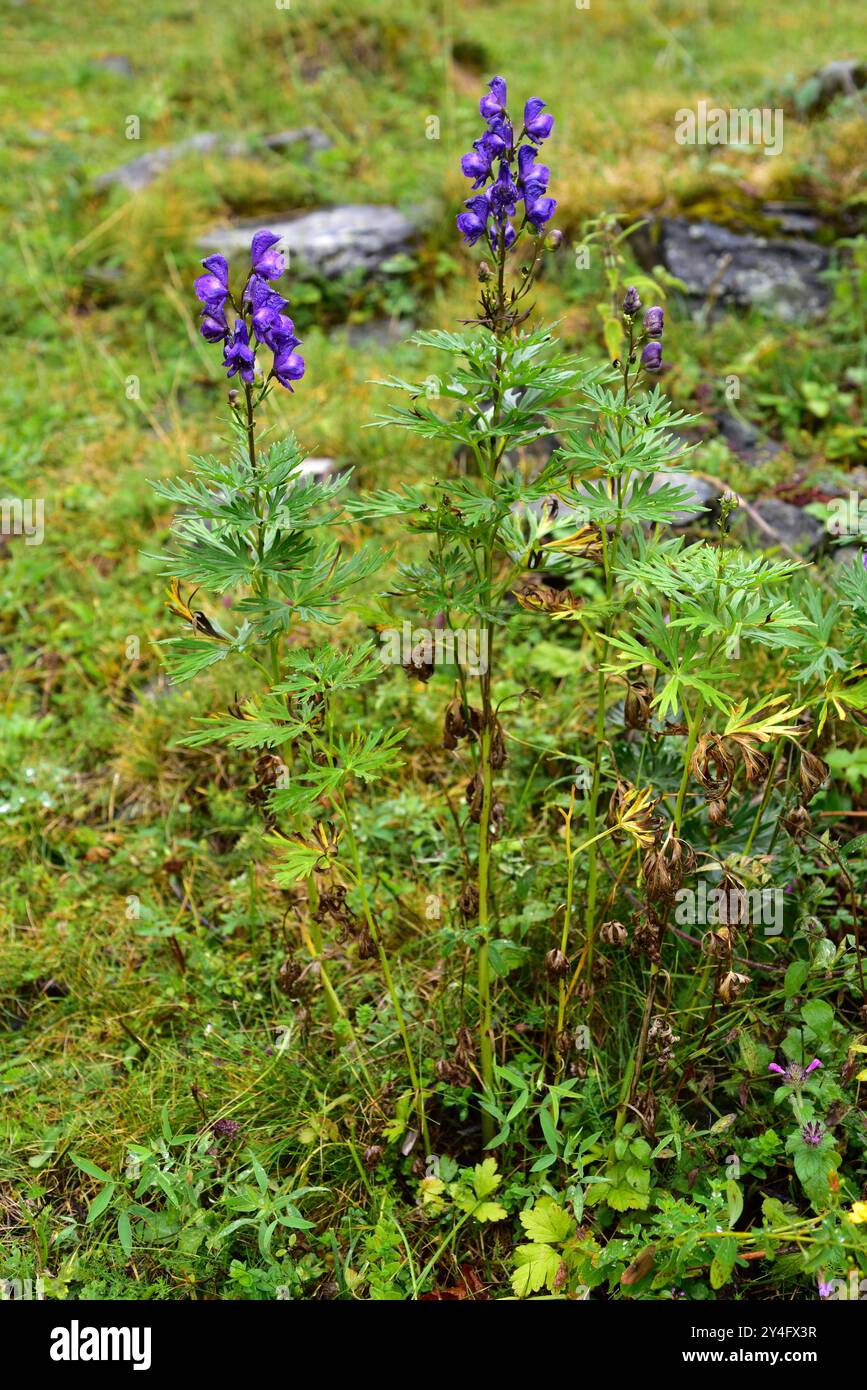 Monk's hood (Aconitum napellus) is a toxic perennial herb native to ...