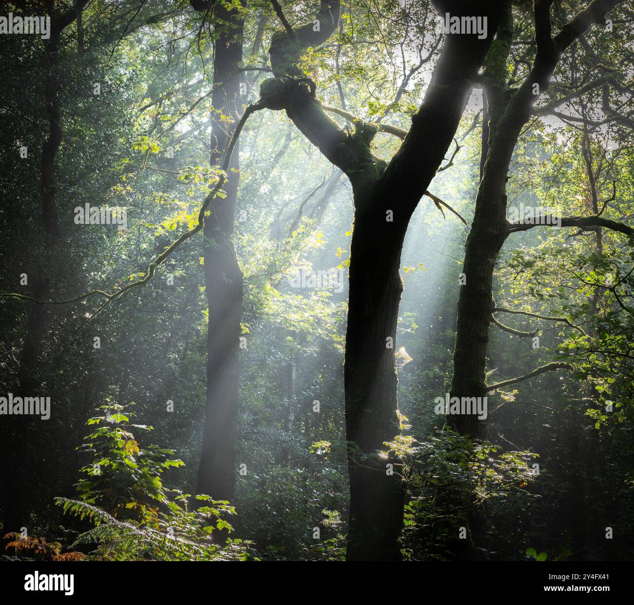 Sun rays break through the tree in Shining cliffs woods Ambergate ...