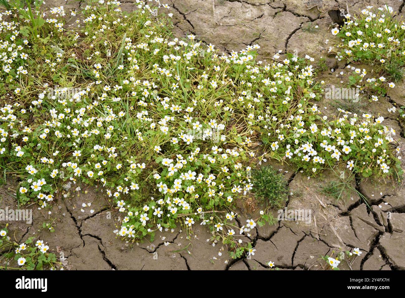 White water-crowfoot (Ranunculus aquatilis) is an aquatic plant native ...