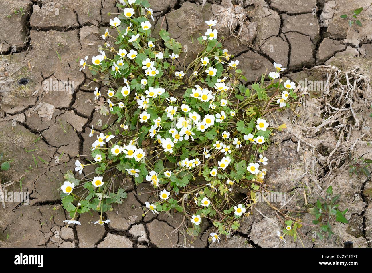 White water-crowfoot (Ranunculus aquatilis) is an aquatic plant native ...