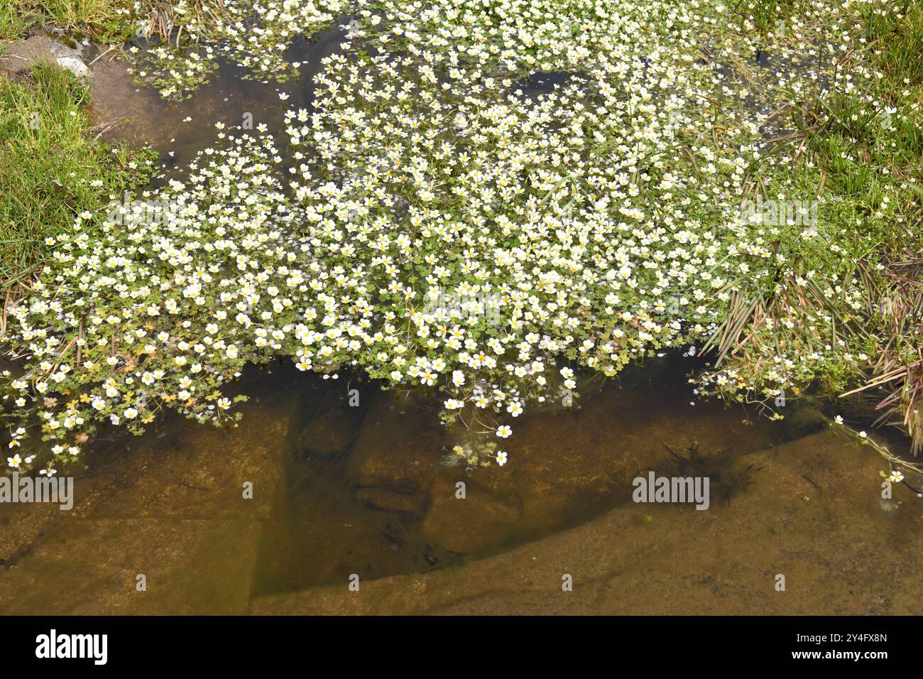 Manzanilla de agua (Ranunculus peltatus or Ranunculus aquatilis) is an ...