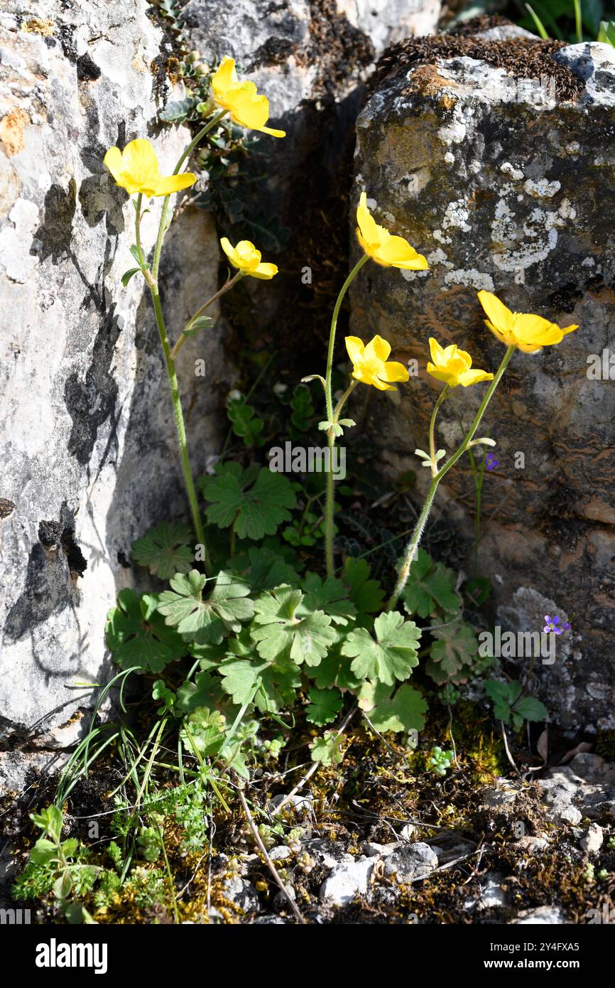 Boton de oro (Ranunculus spicatus blepharicarpos) is an endemic herb ...