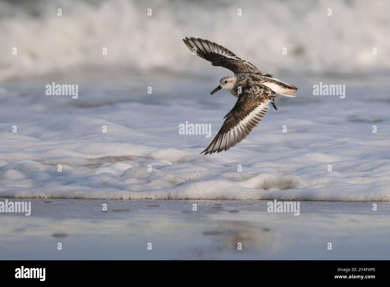 A sanderling bird in mid-flight over the foamy waves of a beach ...