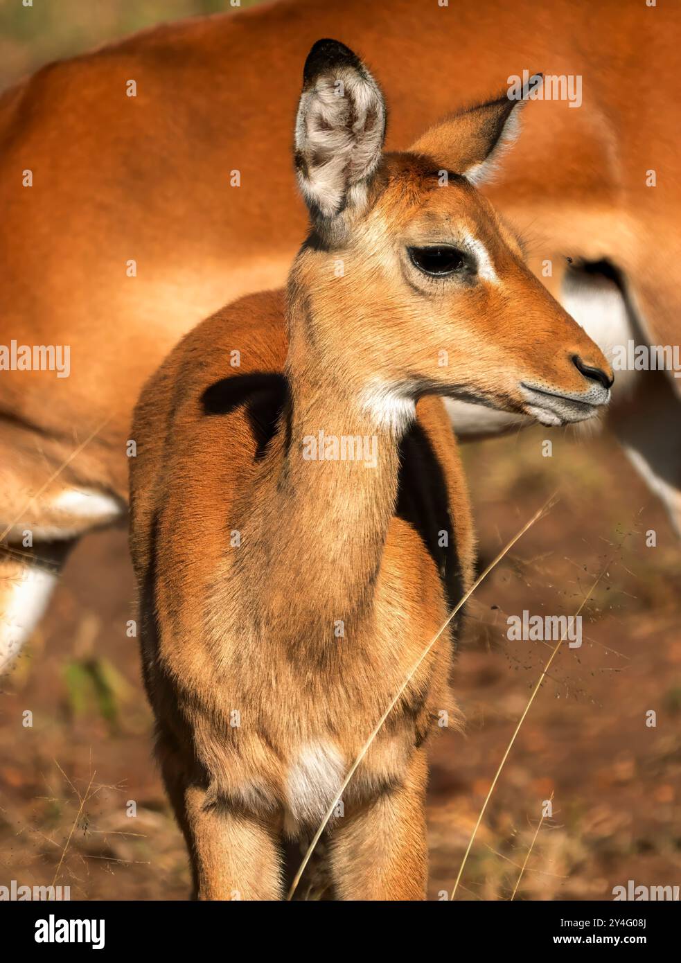 Head of a very young female impala (Aepyceros melampus) in the savannah ...