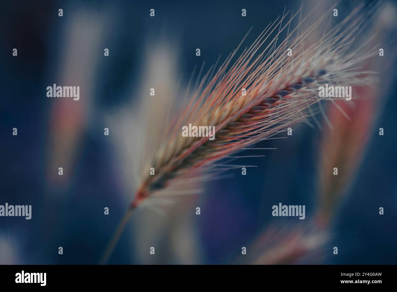 Barley artistically photographed, ripe barley, artfully Stock Photo - Alamy