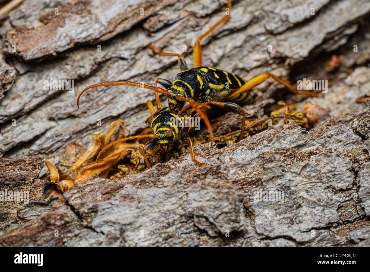 Ram beetle, common ram beetle or wasp beetle is a beetle from the ...