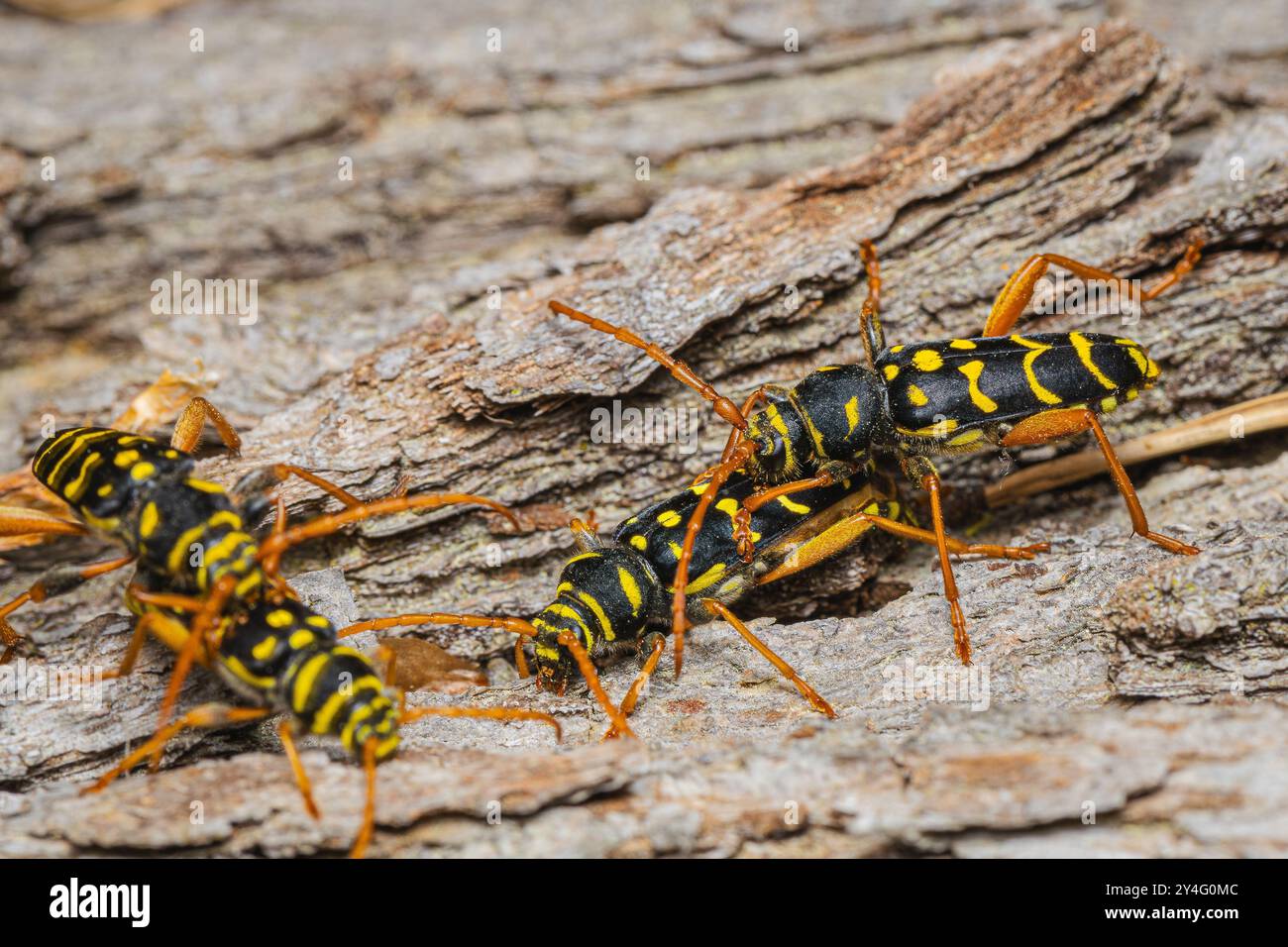 Ram beetle, common ram beetle or wasp beetle is a beetle from the ...