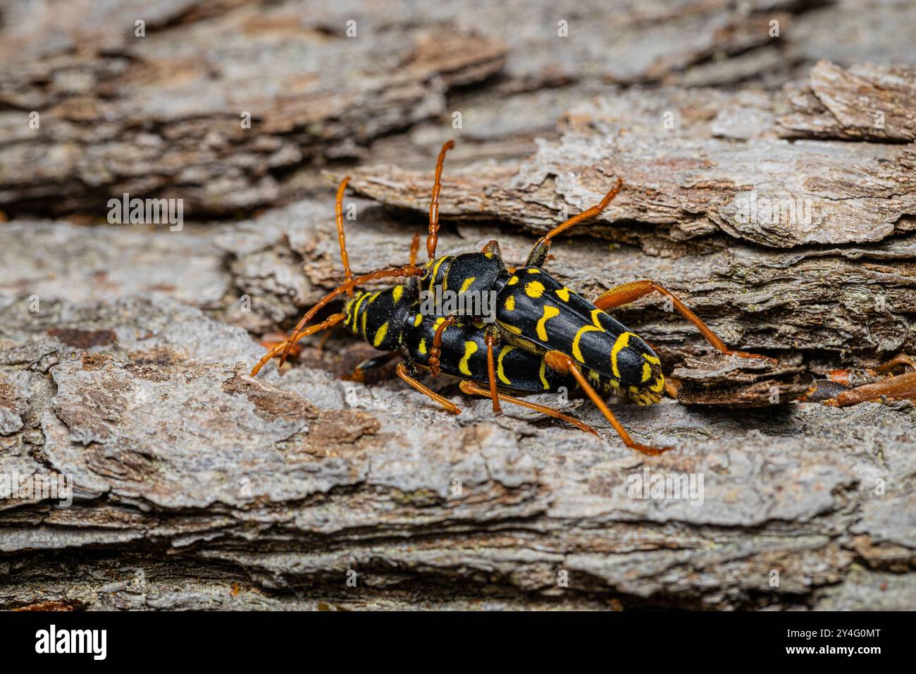 Ram beetle, common ram beetle or wasp beetle is a beetle from the ...