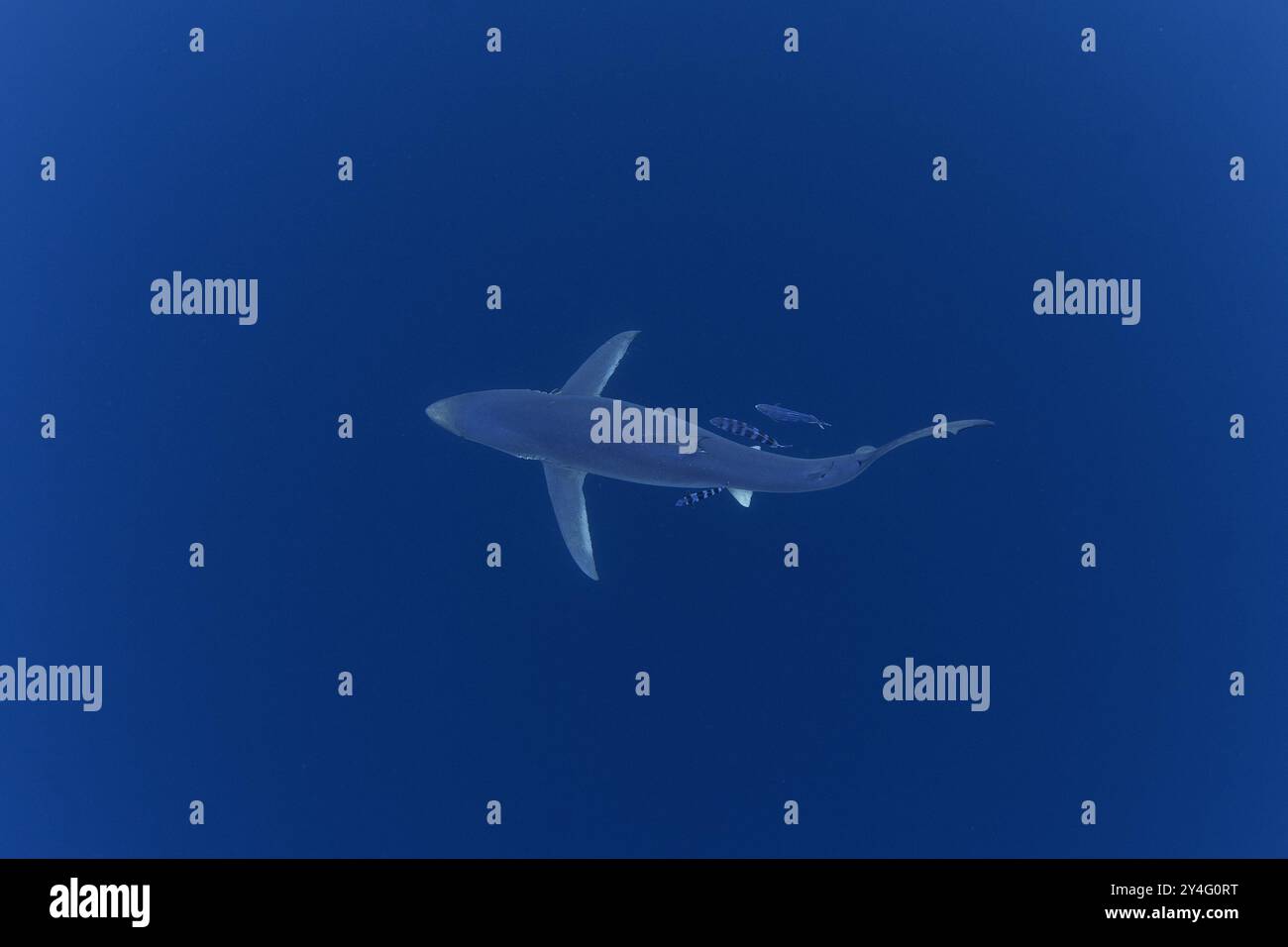 Blue shark is swimming around whale carcass. Apex predator in ocean ...