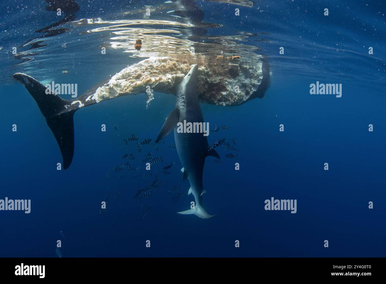 Blue shark is swimming around whale carcass. Apex predator in ocean ...