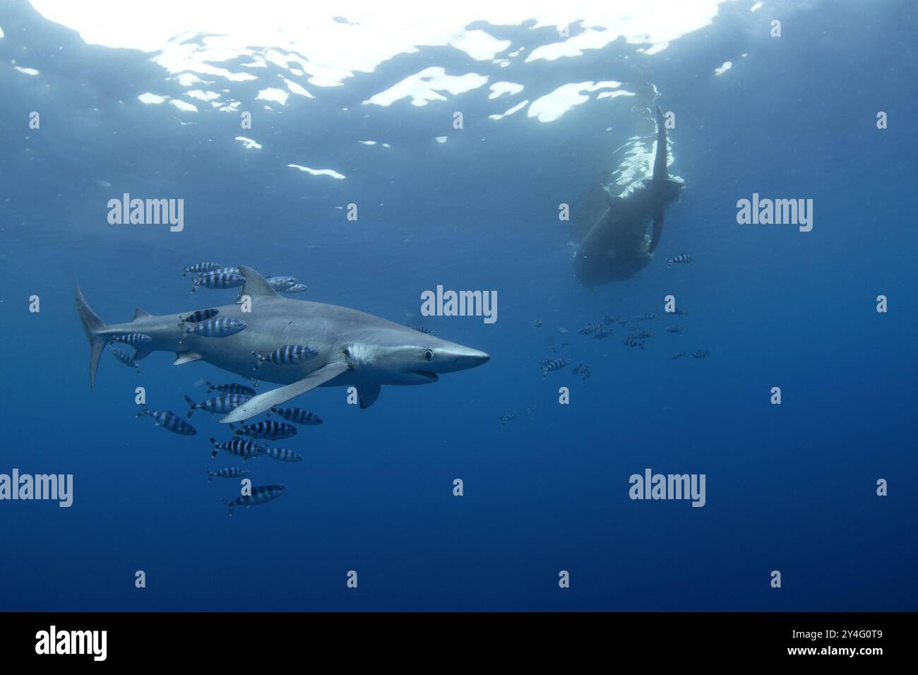 Blue shark is swimming around whale carcass. Apex predator in ocean ...