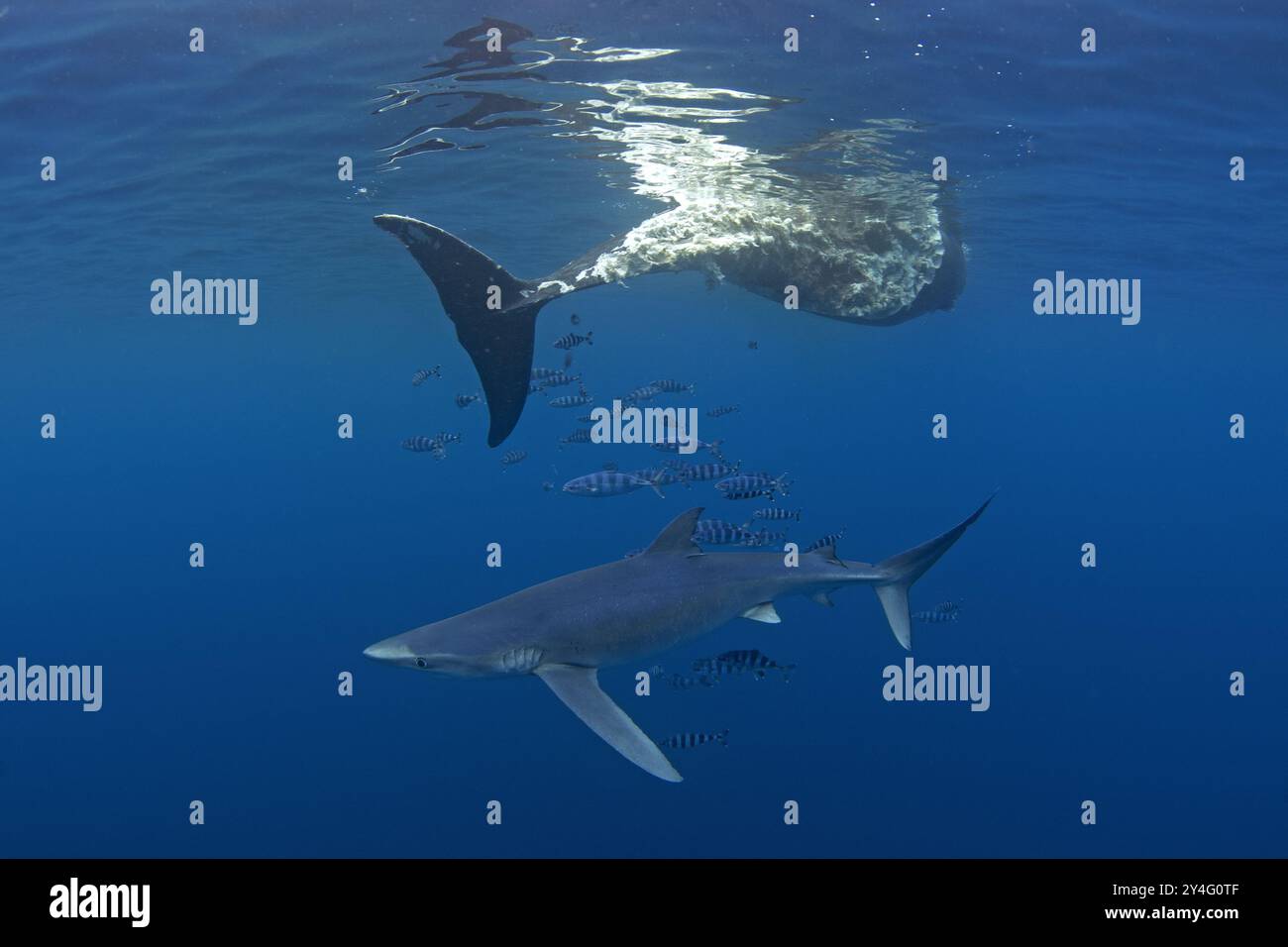Blue shark is swimming around whale carcass. Apex predator in ocean ...