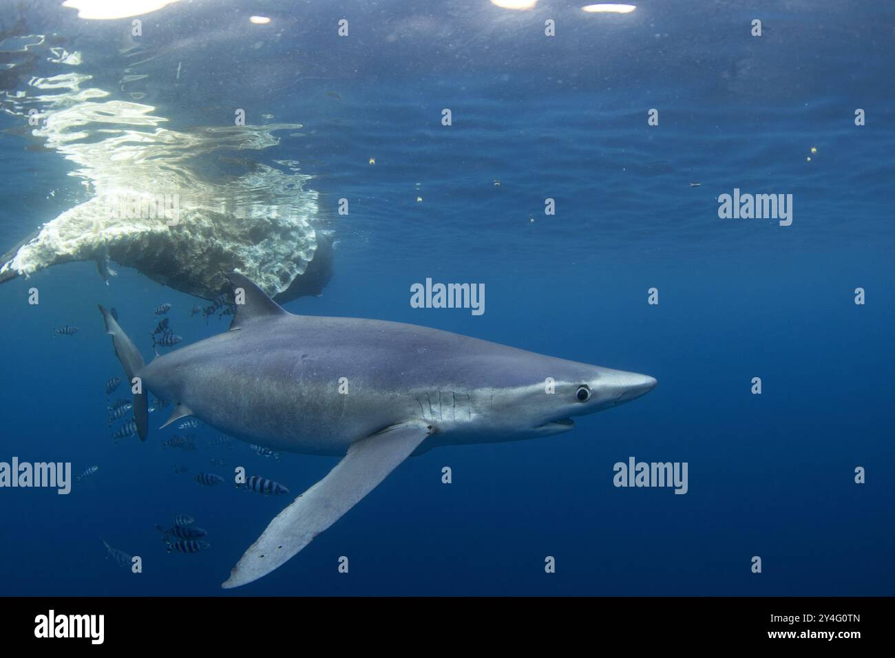 Blue shark is swimming around whale carcass. Apex predator in ocean ...