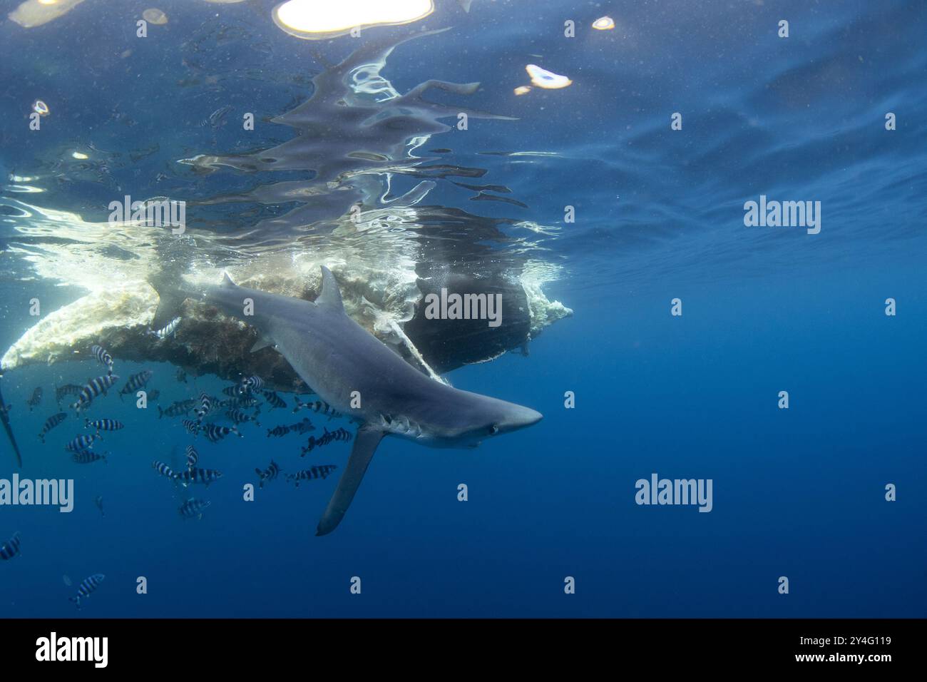 Blue shark is swimming around whale carcass. Apex predator in ocean ...