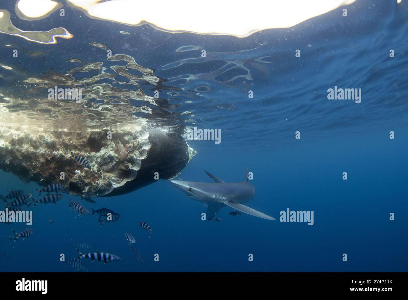 Blue shark is swimming around whale carcass. Apex predator in ocean ...