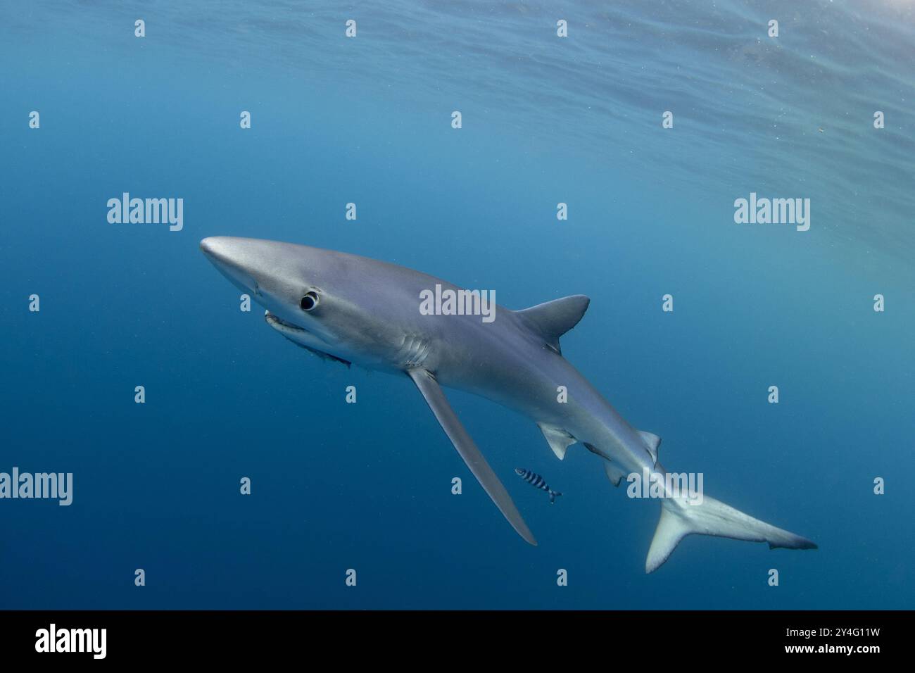 Blue shark is swimming around whale carcass. Apex predator in ocean ...