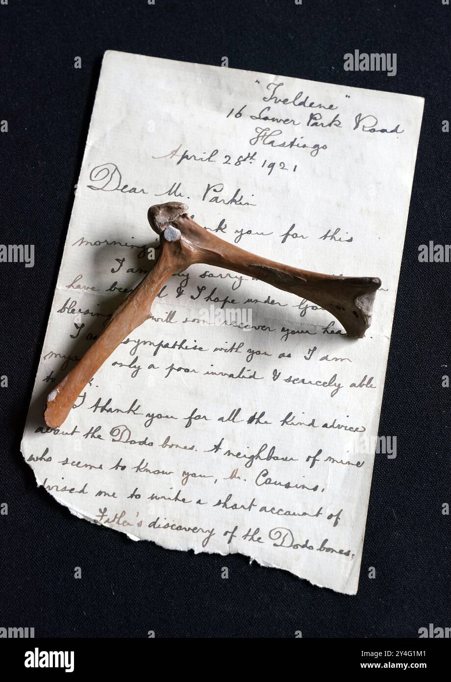 Dodo bones hi-res stock photography and images - Alamy