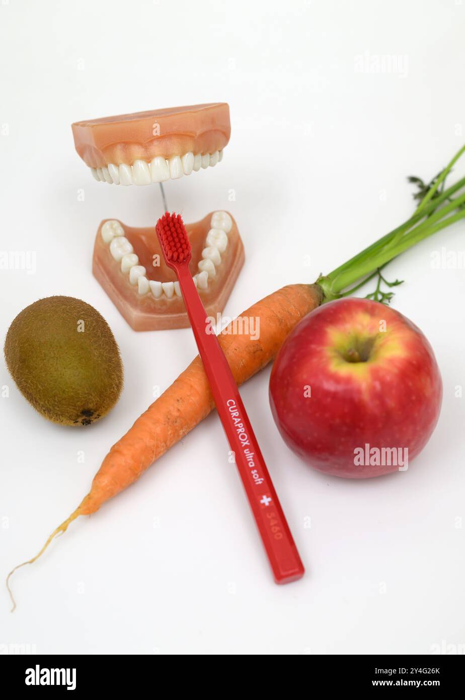 Dresden, Germany. 18th Sep, 2024. A foam model of a set of teeth, a ...