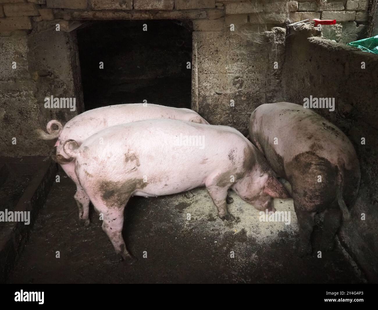 Breeding pig feed hi-res stock photography and images - Alamy