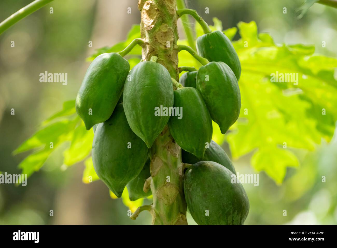 Bunch of raw Papayas hanging on a papaya tree in the garden at ...