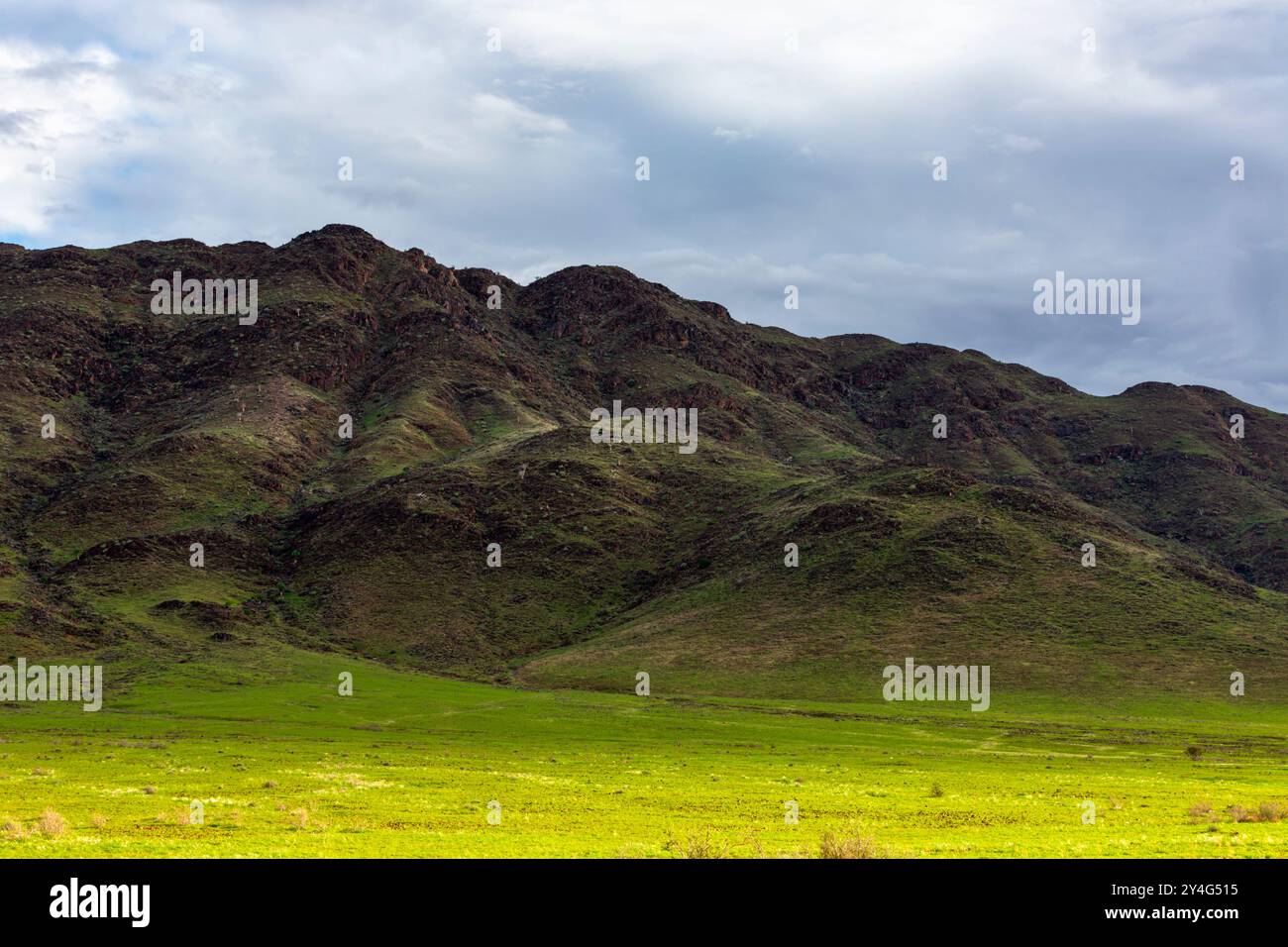 Fresh green grass after the rain Namibia Stock Photo - Alamy