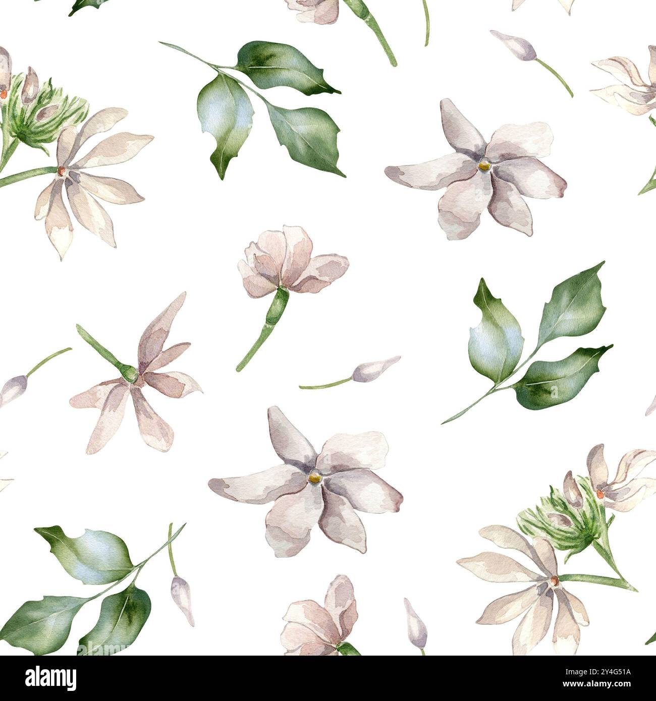 Jasmine flowers, buds, leaves watercolor seamless pattern isolated ...