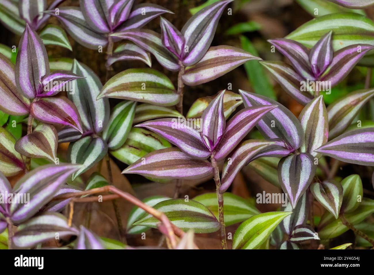 Beautiful purple and green croton plants growing in the garden outdoors ...