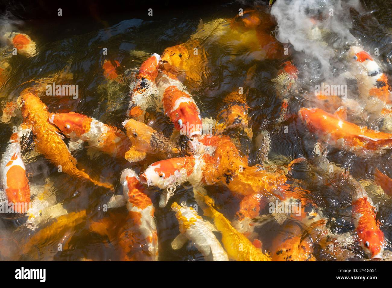 Japanese koi carp in the pond of Orchid Park in Vietnam, Nha Trang ...