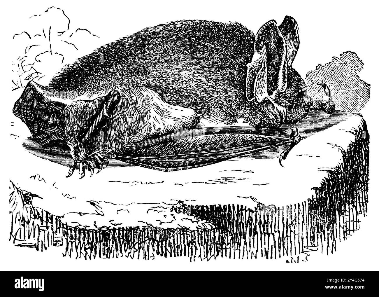 Westliche mopsfledermaus hi-res stock photography and images - Alamy