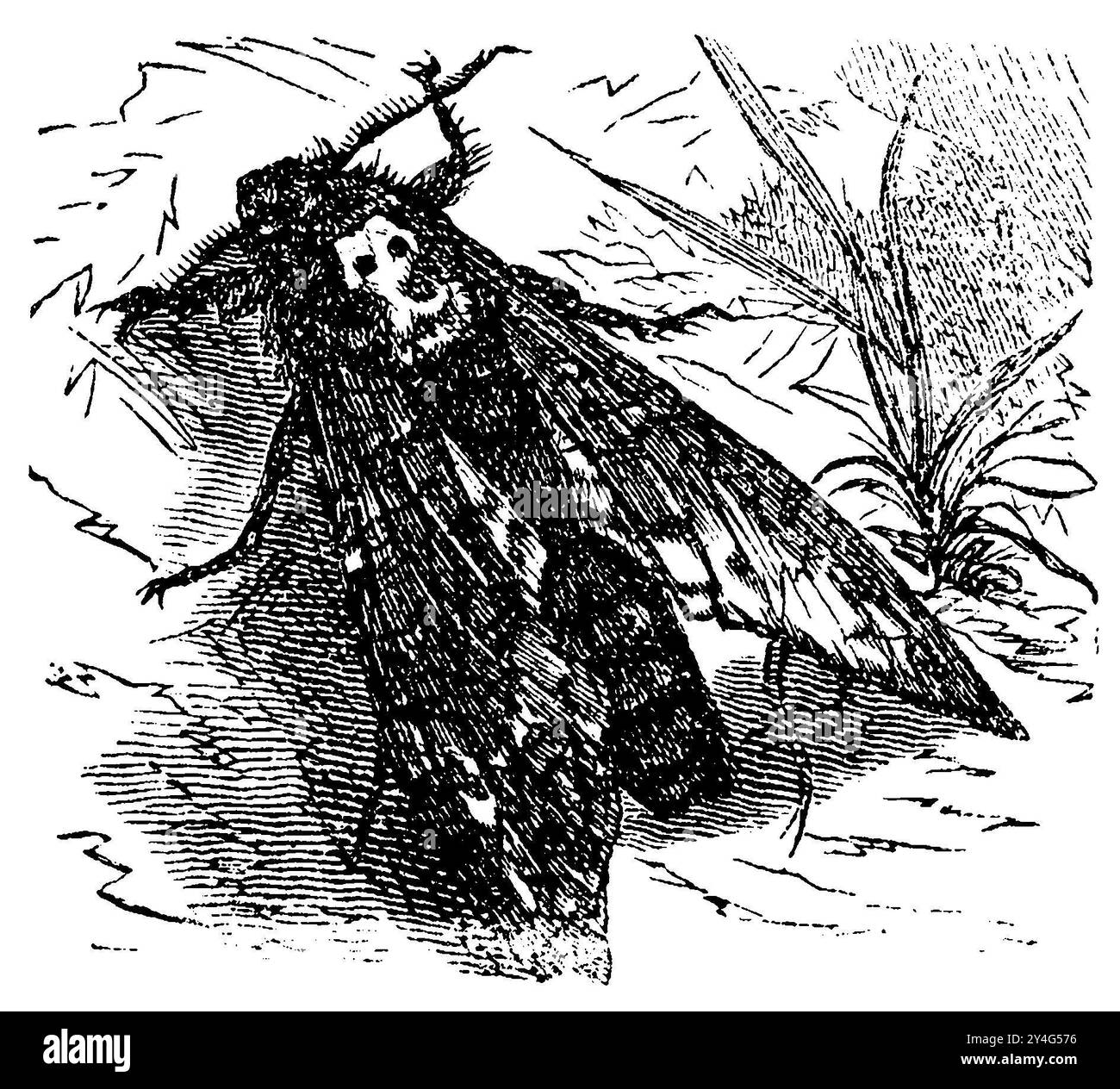 deaths head hawkmoth, Acherontia atropos, anonym (biology book, 1898 ...