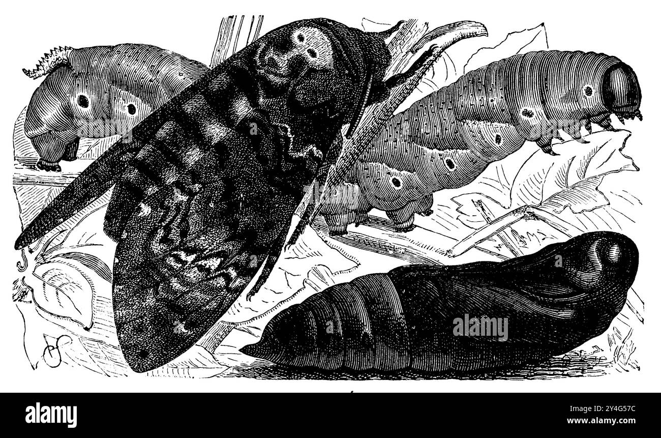 Death's head hawkmoth caterpillar Black and White Stock Photos & Images ...