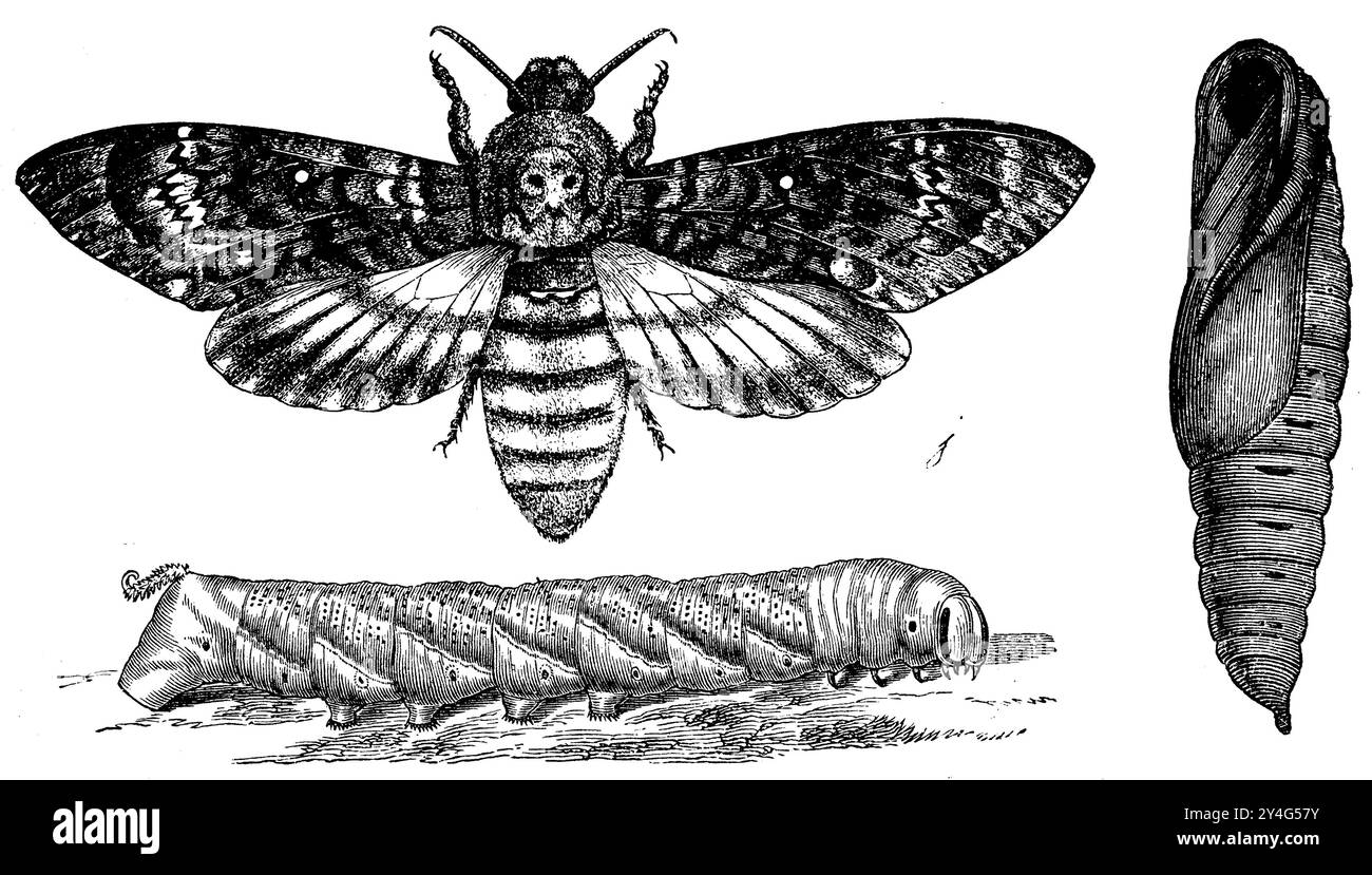 Tete de mort draw Black and White Stock Photos & Images - Alamy