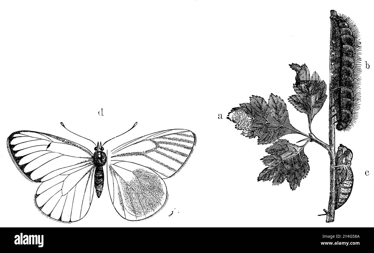 Schmetterlinge d Black and White Stock Photos & Images - Alamy