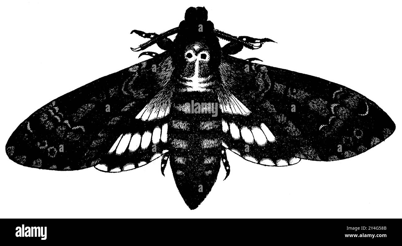 deaths head hawkmoth, Acherontia atropos, anonym (biology book, 1861 ...