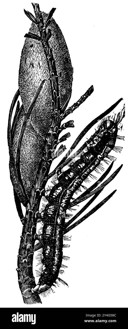 pine-tree lappet, caterpillar and cocoon, Dendrolimus pini, anonym ...