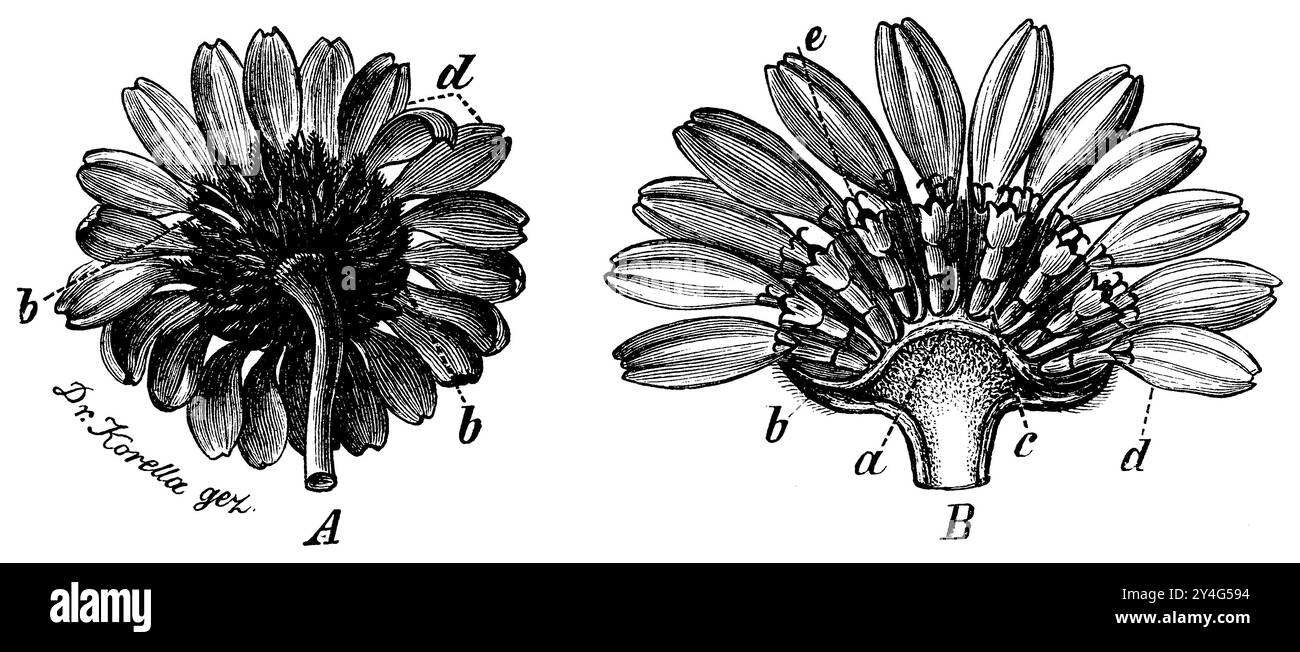 Longitudinal section of a flower hi-res stock photography and images ...