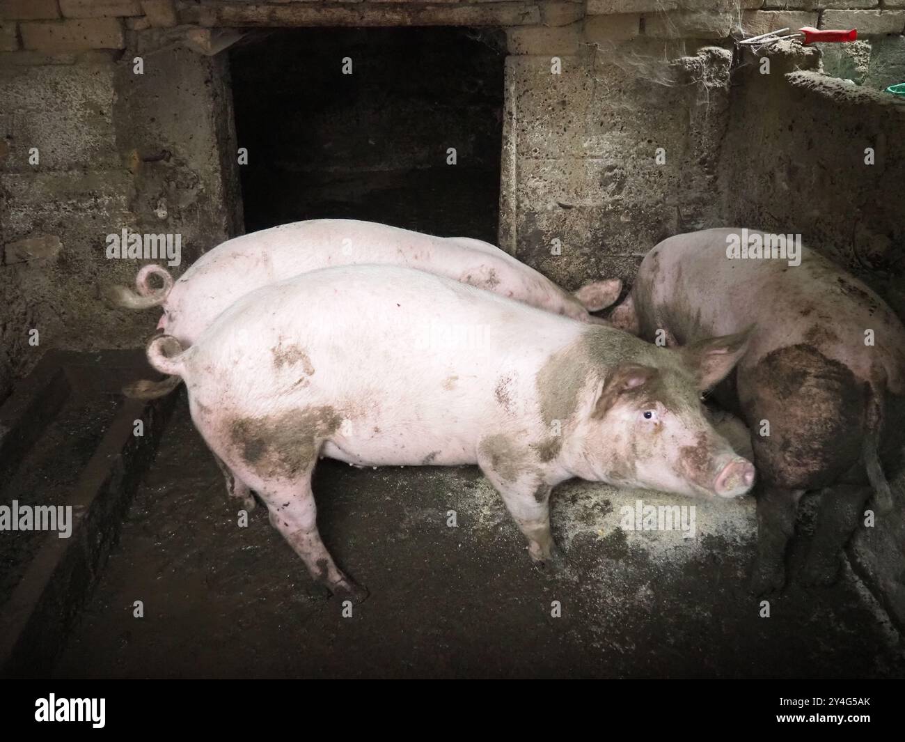 Three plump pink pigs in a private farmstead eat mixed feed with gusto ...