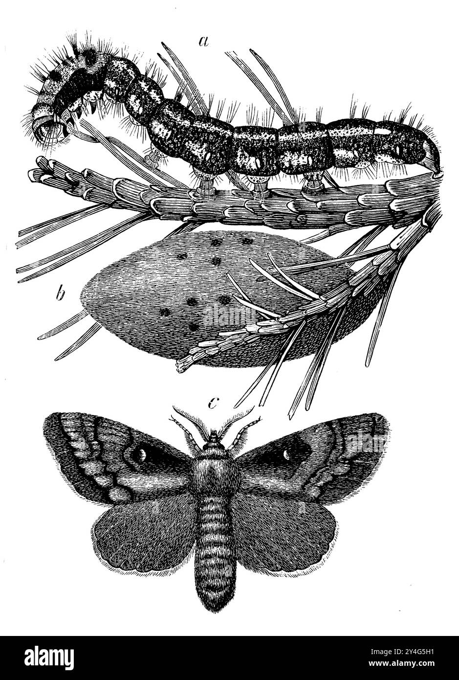 Schmetterling schmetterlinge insekt Black and White Stock Photos ...