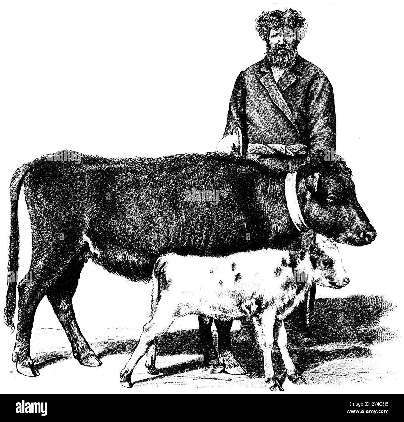 cattle, Permian breed, unhorned cow with calf, Bos taurus ...