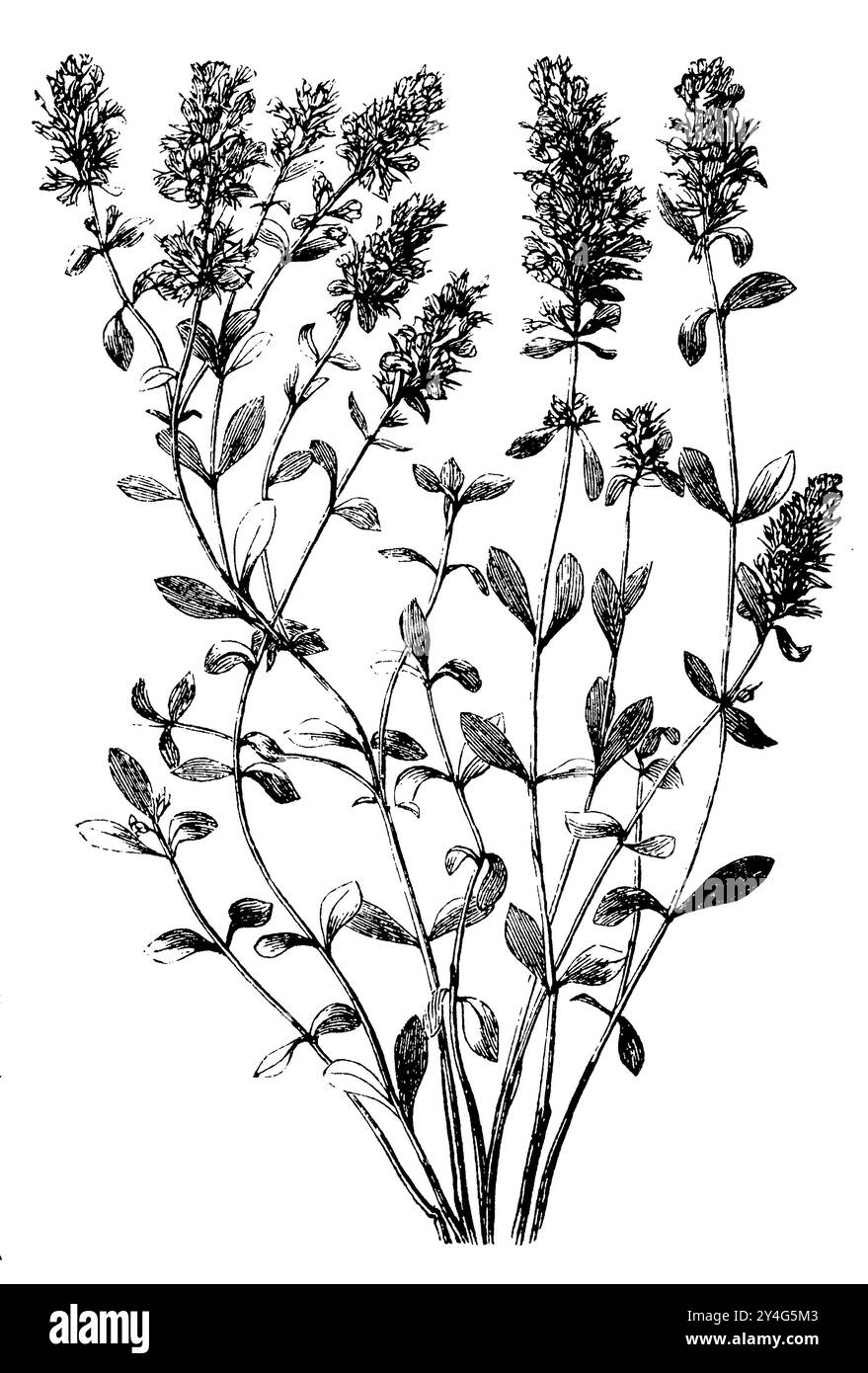 broad-leaved thyme, Thymus pulegioides, (biology book, 1888 ...