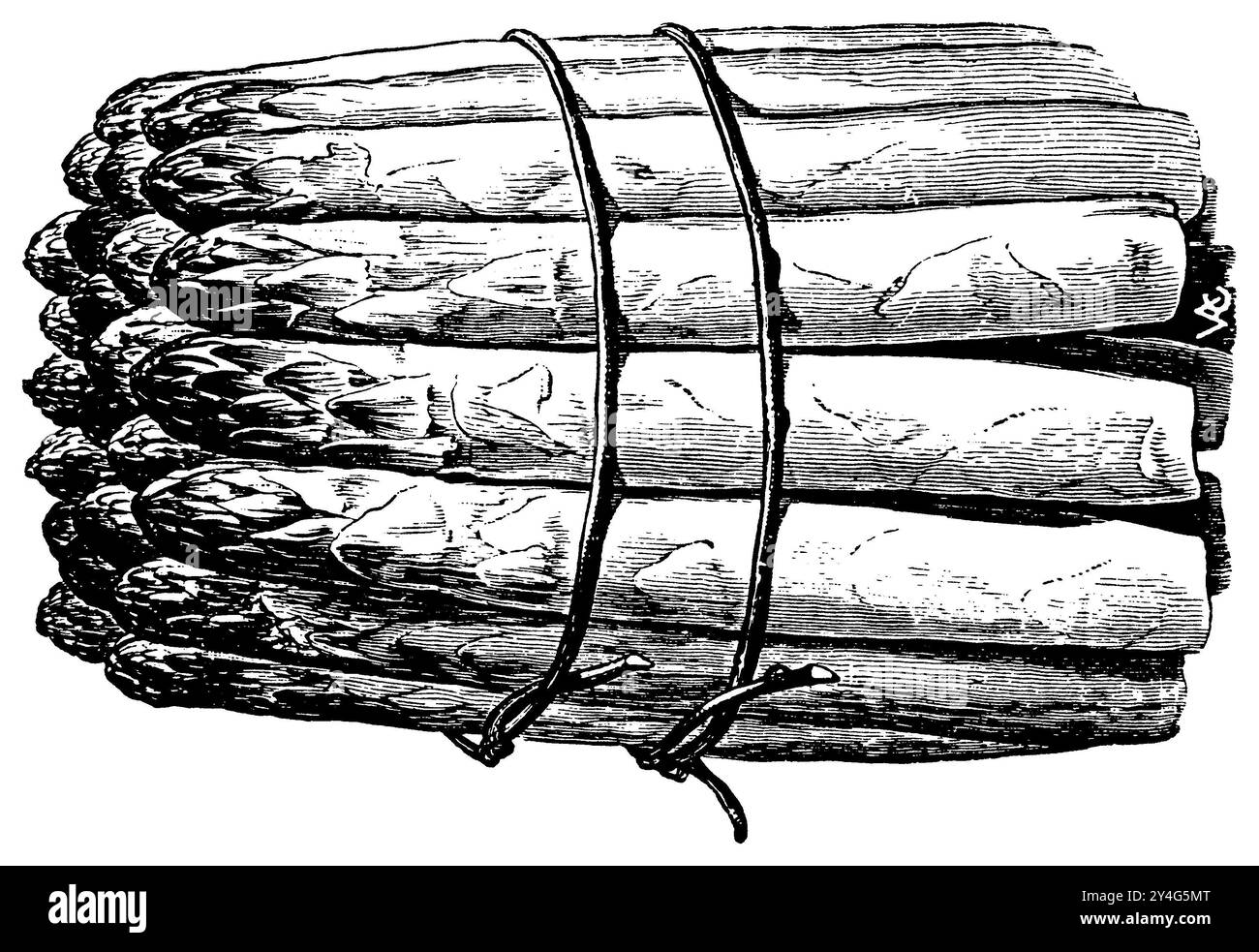 garden asparagus, Bundle, Asparagus officinalis, (printing pattern book ...