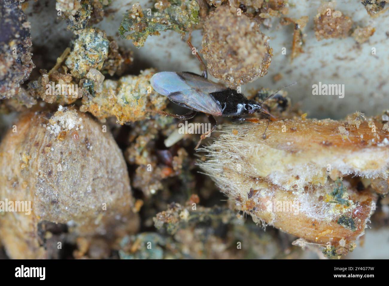 Minute pirate bugs or flower bugs, Anthocoridae, genus Xylocoris. A ...