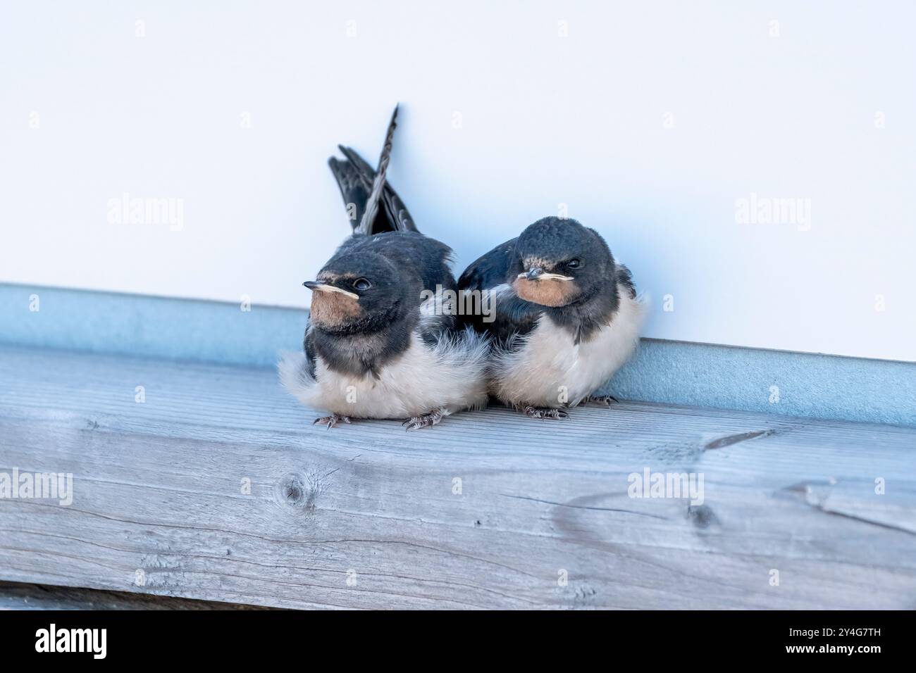 Two Barn Swallow Fledglings Stock Photo - Alamy