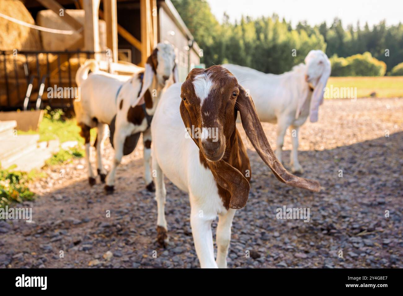 Portrait of white and brown Nubian goats with long ears looking at ...