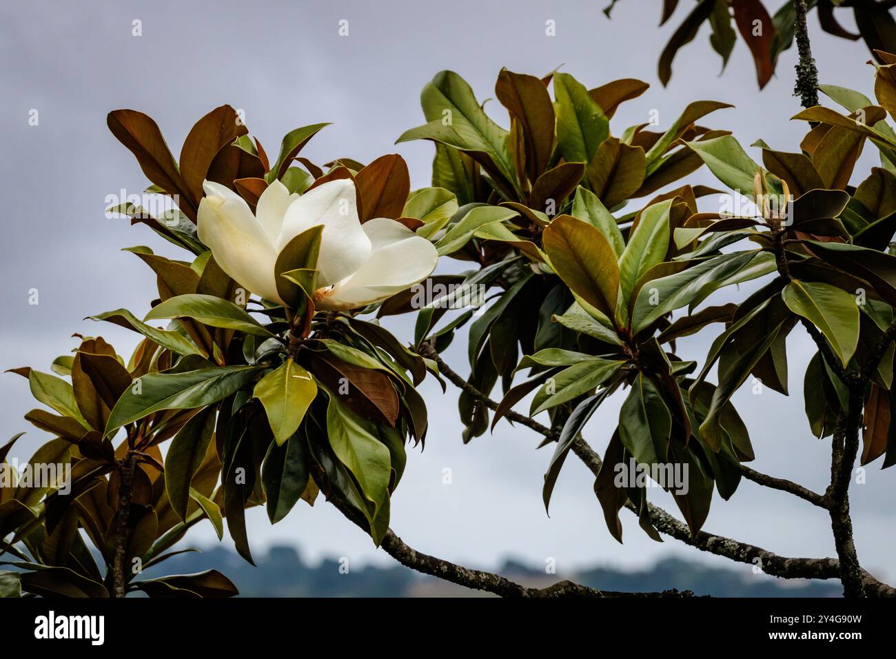 Magnolia Grandiflora – Southern Magnolia, flowering Stock Photo - Alamy