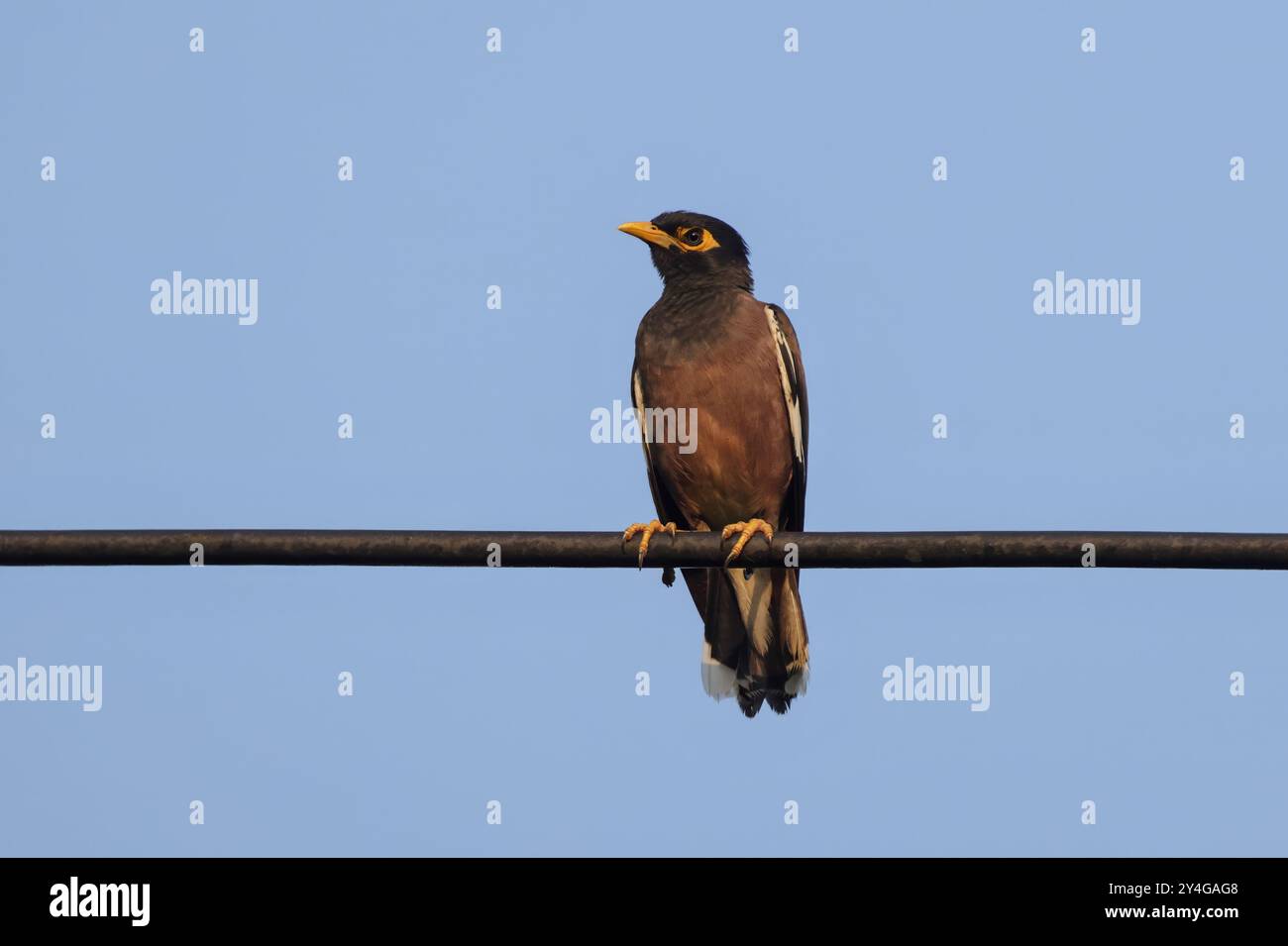 A common myna bird seating on an electric wire.this photo was taken ...
