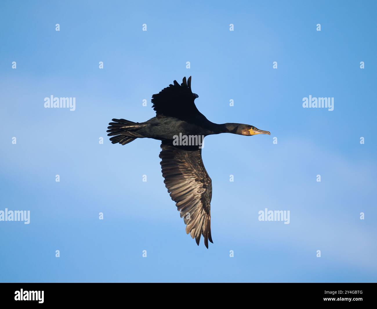 Communal roosts hi-res stock photography and images - Alamy