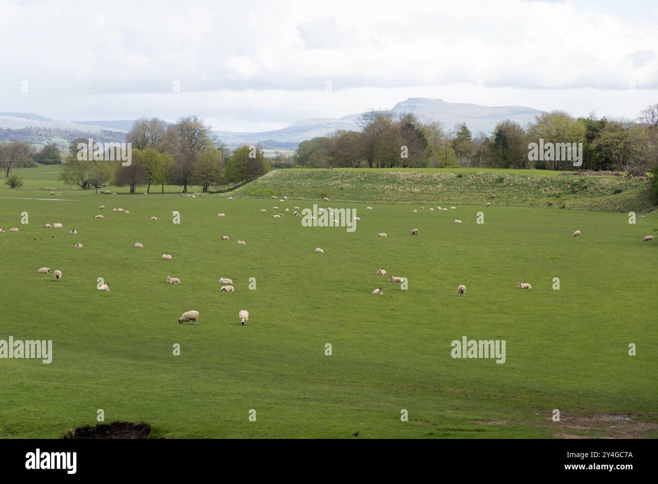 View of Pen-y-Ghent from the banks of the River Lune at the Crook of ...