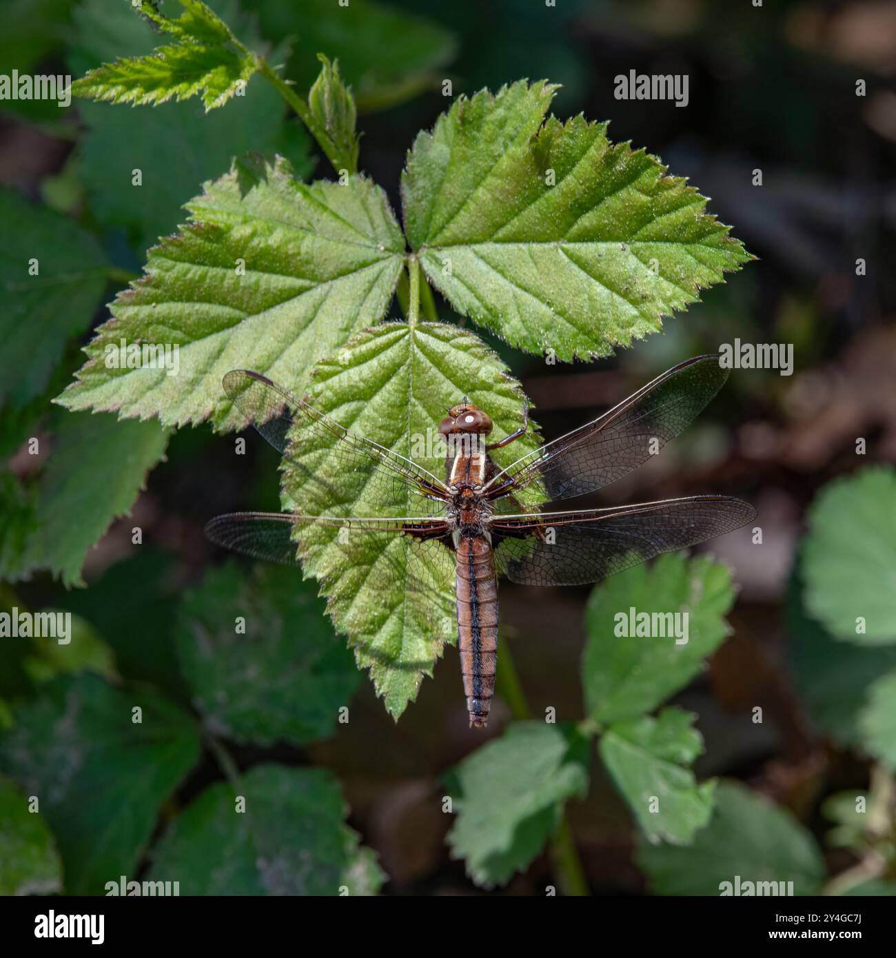 Chalk-Fronted Corporal Dragonfly in the Assawompsett Pond Complex ...