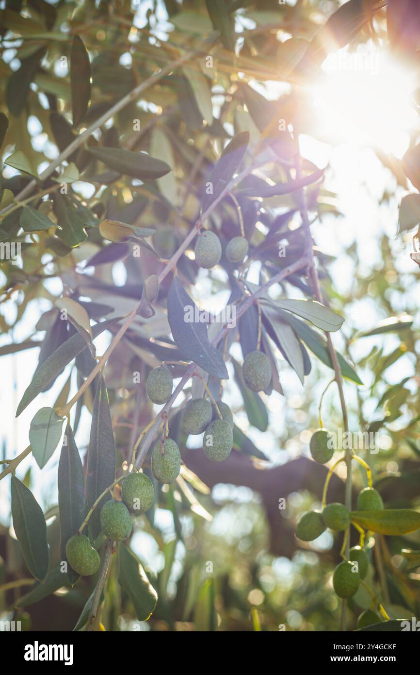 Golden sunlight filters through lush olive tree leaves, highlighting ...